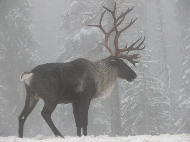 Boreal Woodland Caribou | Animal Database | Fandom