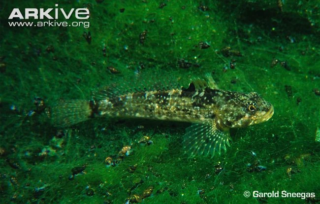 Shoshone Sculpin | Animal Database | Fandom