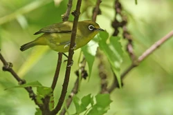 Buru White-eye | Animal Database | Fandom