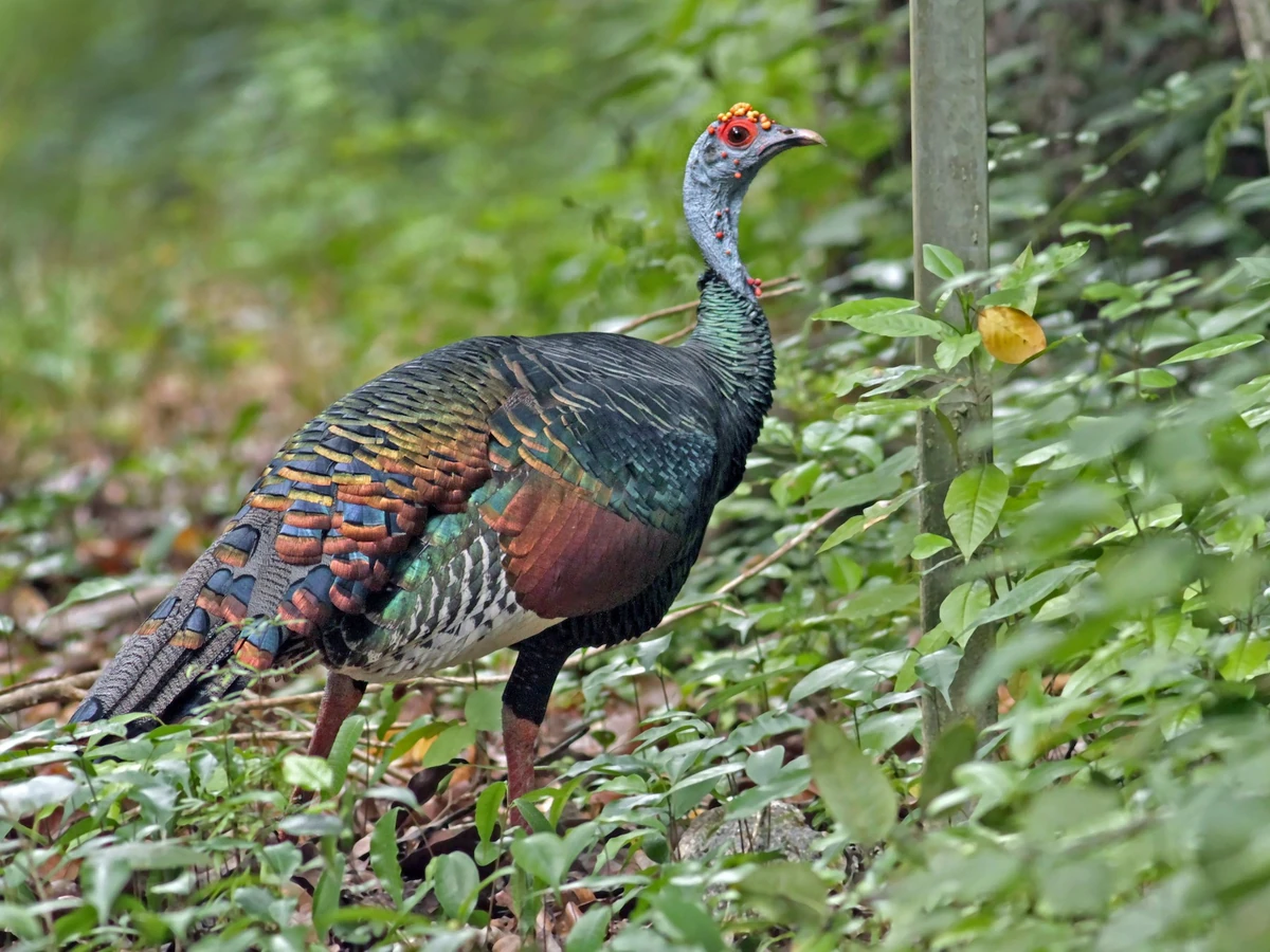 Ocellated Turkey | Animal Database | Fandom