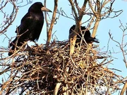 Rook | Animal Database | Fandom