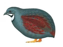 Blue Quail | Animal Database | Fandom