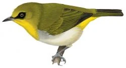 Black-ringed White-eye | Animal Database | Fandom