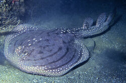 Ornate Sleeper-ray | Animal Database | Fandom