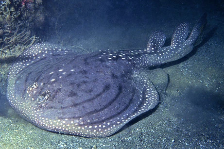 Ornate Sleeper-ray | Animal Database | Fandom