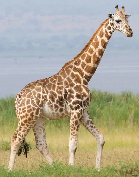 Nubian Giraffe | Animal Database | Fandom