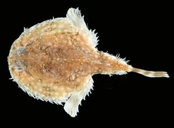 Pancake Batfish | Animal Database | Fandom