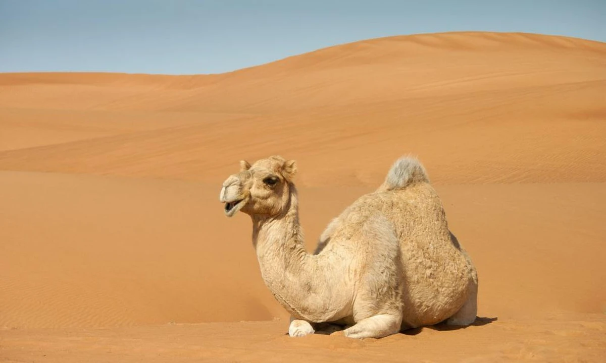 User blog:Mounifer2000/The Camel: A Remarkable Creature of the Desert ...