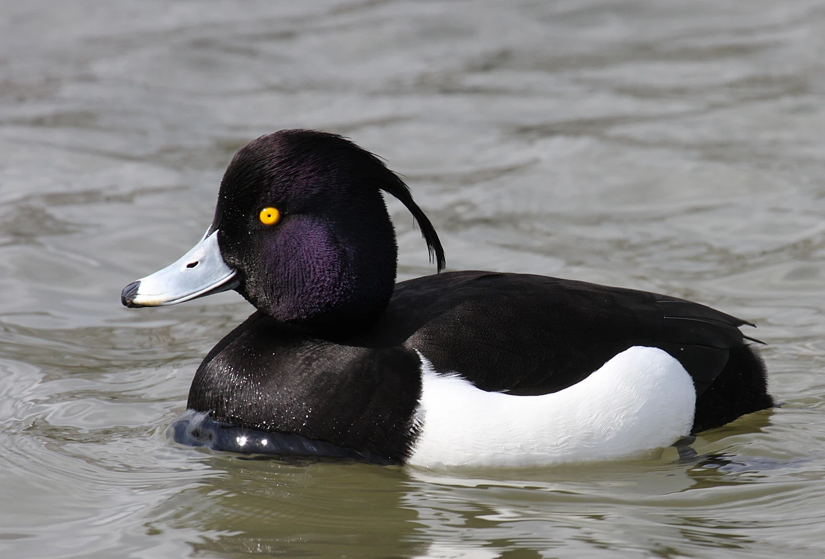 Tufted Duck | Animal Database | Fandom