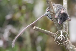 Lesser Tufted-tailed Rat | Animal Database | Fandom