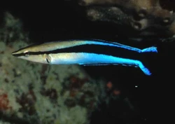 False Cleanerfish | Animal Database | Fandom