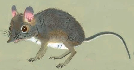 Dusky-footed Elephant Shrew | Animal Database | Fandom
