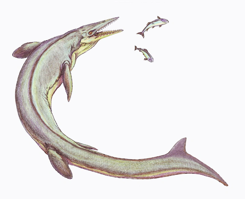 Clidastes | Animal Database | Fandom