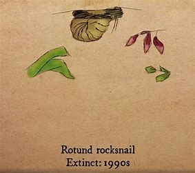 Rotund Rocksnail | Animal Database | Fandom