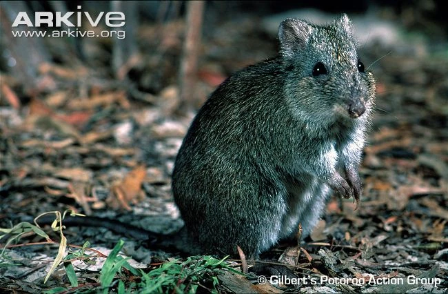 Gilbert's Potoroo | Animal Database | Fandom