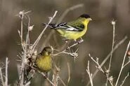 Lesser Goldfinch | Animal Database | Fandom
