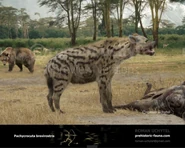 Pachycrocuta | Animal Database | Fandom