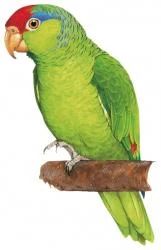 Red-crowned Amazon | Animal Database | Fandom