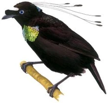 Parotia | Animal Database | Fandom