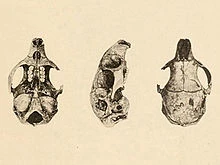 Torre's Cave Rat | Animal Database | Fandom