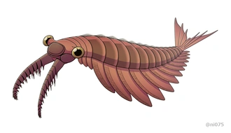 Anomalocaris | Animal Database | Fandom