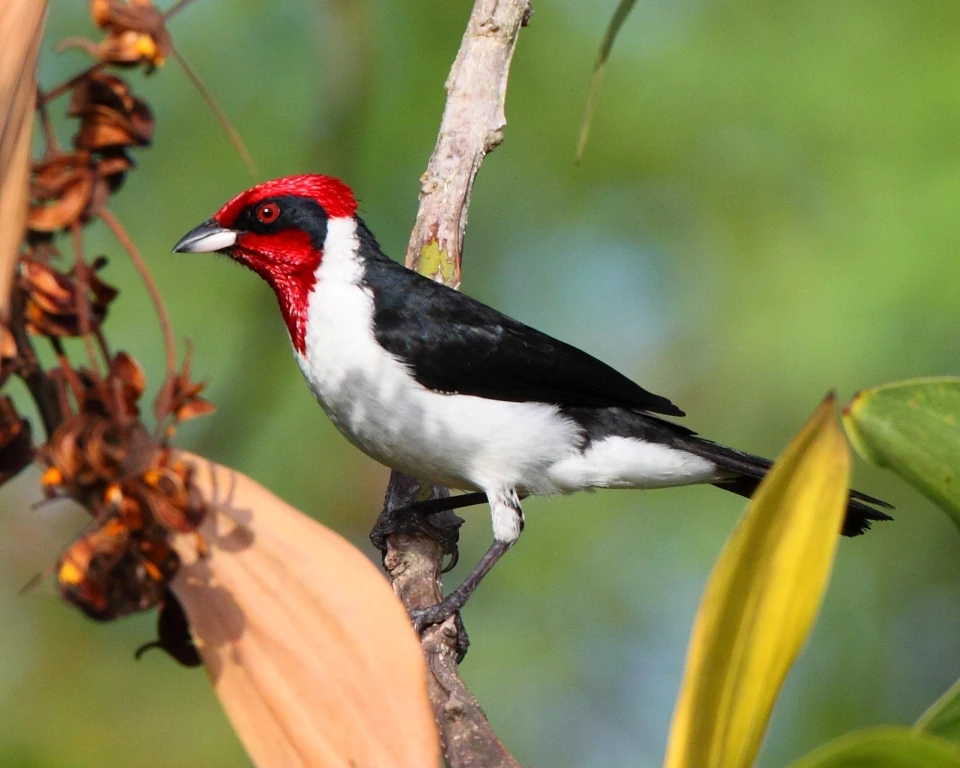 Masked Cardinal | Animal Database | Fandom