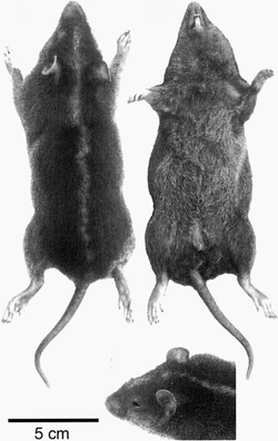 Sibuyan Striped Shrew Rat | Animal Database | Fandom