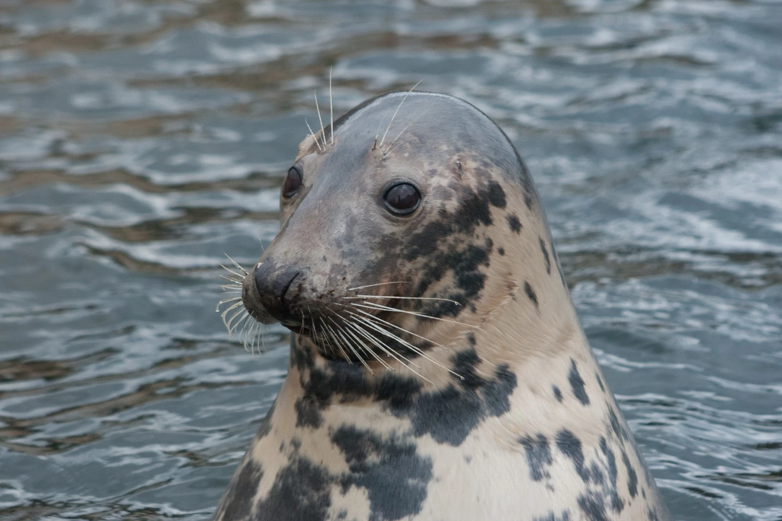 Taxonomy Of Mammals Seal