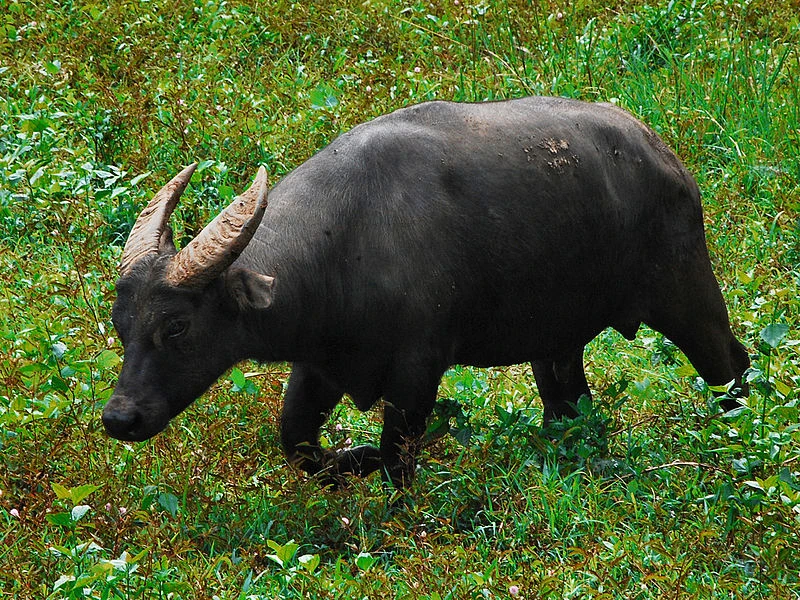 Tamaraw | Animal Database | Fandom