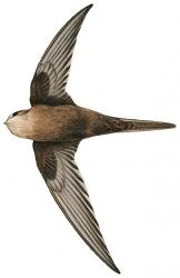 Scarce Swift | Animal Database | Fandom