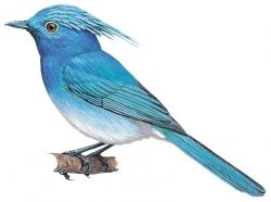 Celestial Monarch | Animal Database | Fandom