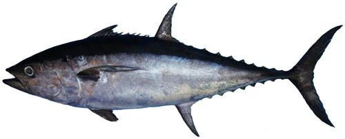 Longtail Tuna | Animal Database | Fandom