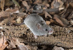 Northern Pygmy Mouse | Animal Database | Fandom
