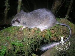 Tanala Tufted-tailed Rat | Animal Database | Fandom