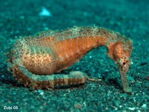 Giraffe Seahorse | Animal Database | Fandom