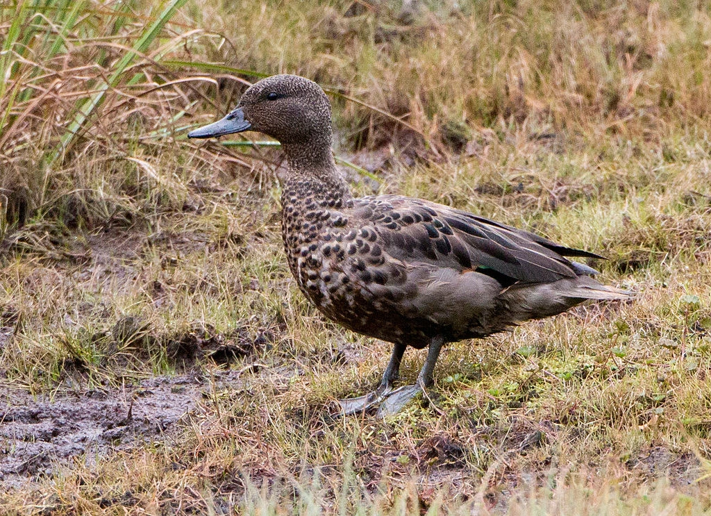 Andean Teal | Animal Database | Fandom