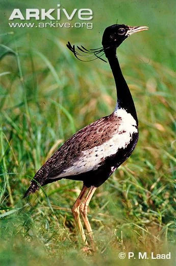 Lesser Florican | Animal Database | Fandom