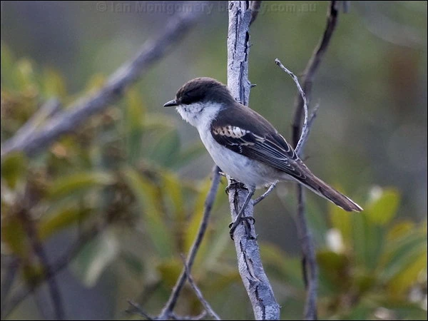 Long-tailed Triller | Animal Database | Fandom