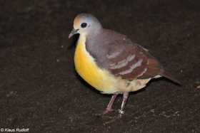 Cinnamon Ground Dove | Animal Database | Fandom
