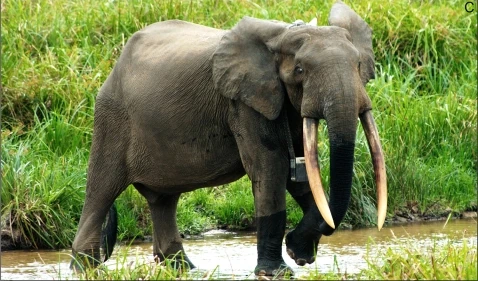 African Forest Elephant | Animal Database | Fandom