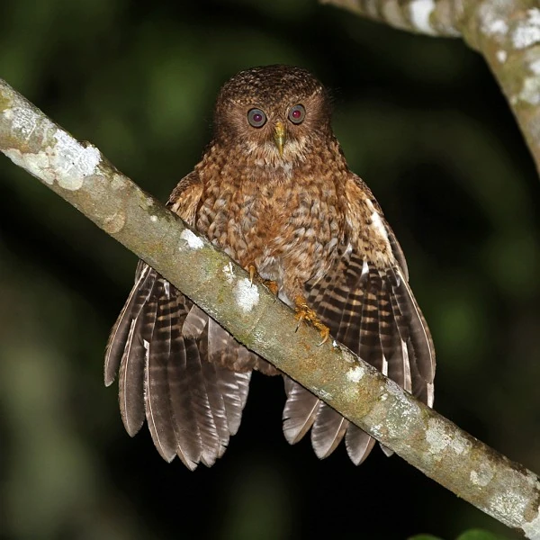 Camiguin Hawk-owl | Animal Database | Fandom