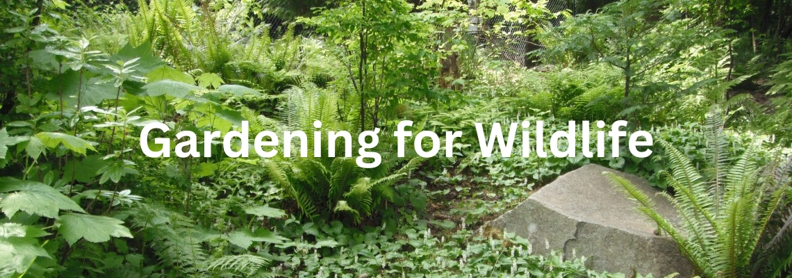 User blog:Birds Forever/Gardening For Wildlife | Animal Database | Fandom