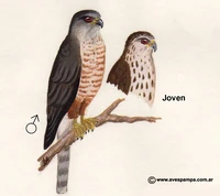 Sharp-shinned Hawk | Animal Database | Fandom