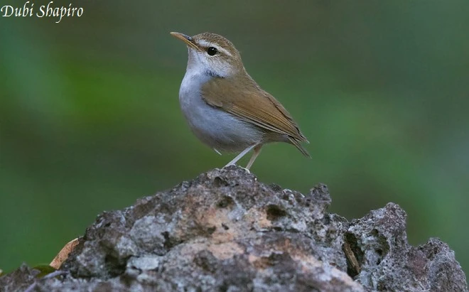 Timor Stubtail | Animal Database | Fandom