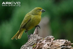 Inaccessible Island Finch | Animal Database | Fandom
