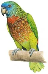 Saint Lucia Animals