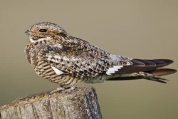 Common Nighthawk | Animal Database | Fandom