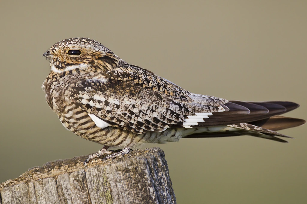 Common Nighthawk | Animal Database | Fandom