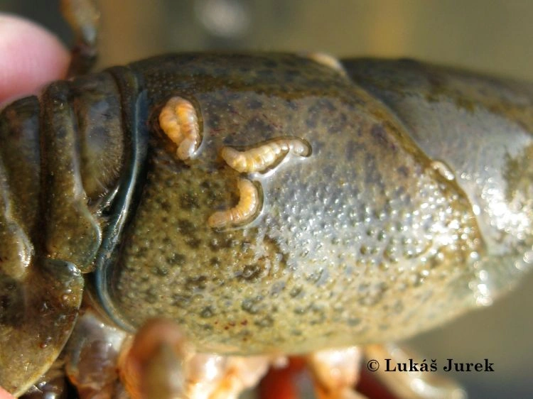 Branchiobdella parasita | Animal Database | Fandom