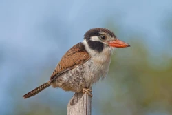 White-eared Puffbird | Animal Database | Fandom